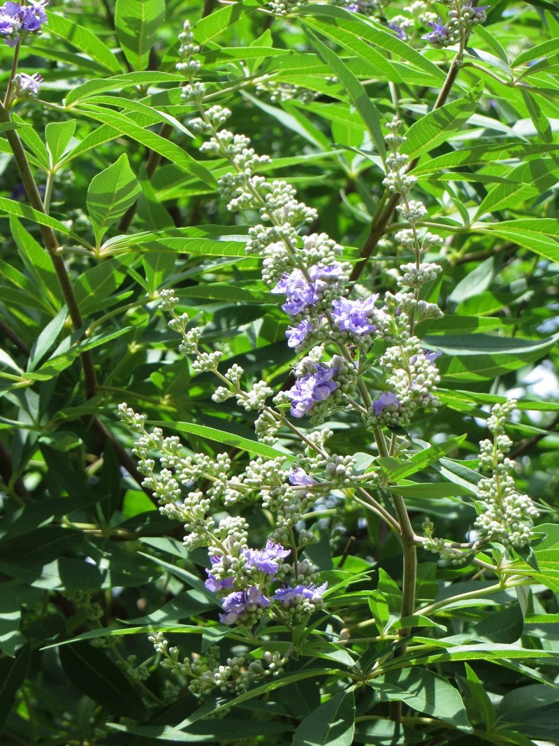 History:The Gardens:Chaste Tree | Joel Lane Museum House